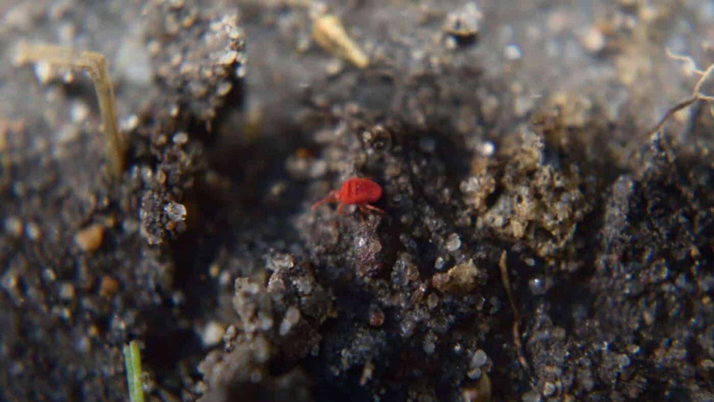 Tiny Red Bugs: Complete Guide to Clover Mites in 2024 | Planet Natural