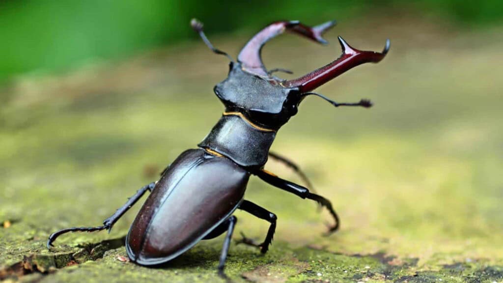 Stag Beetle: How to Identify and Conserve and Protect Them