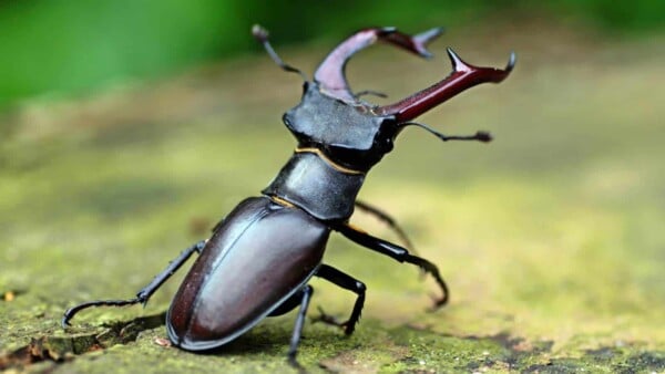 Stag Beetle: How to Identify and Conserve and Protect Them