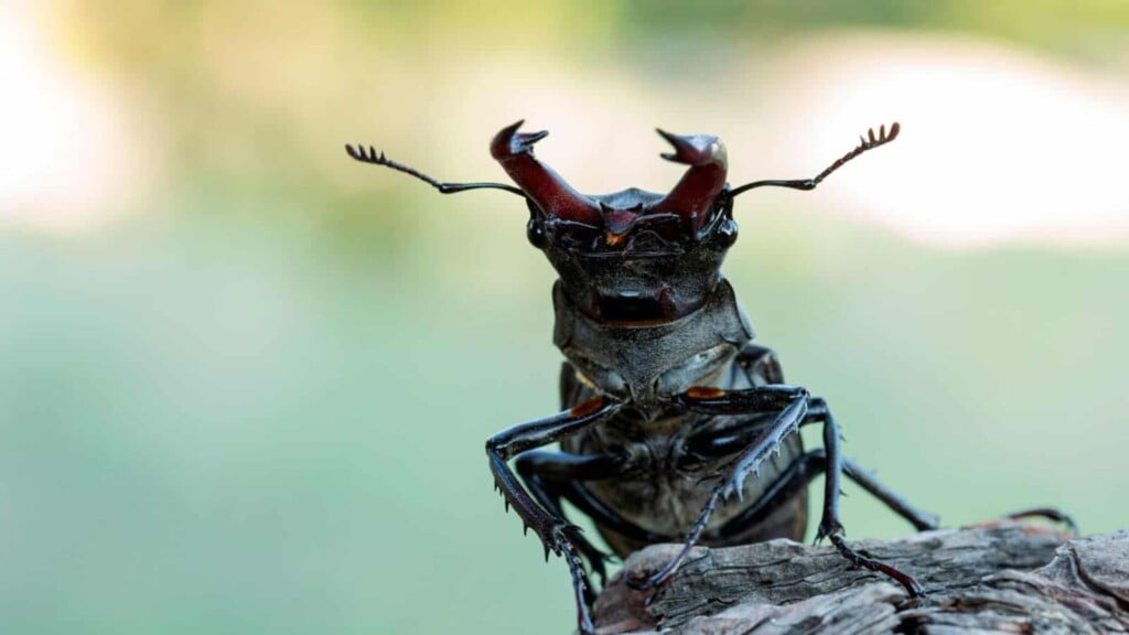 Stag Beetle: How to Identify and Conserve and Protect Them