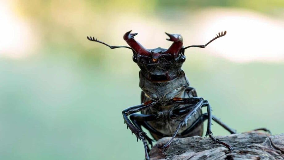 Stag Beetle: How to Identify and Conserve and Protect Them