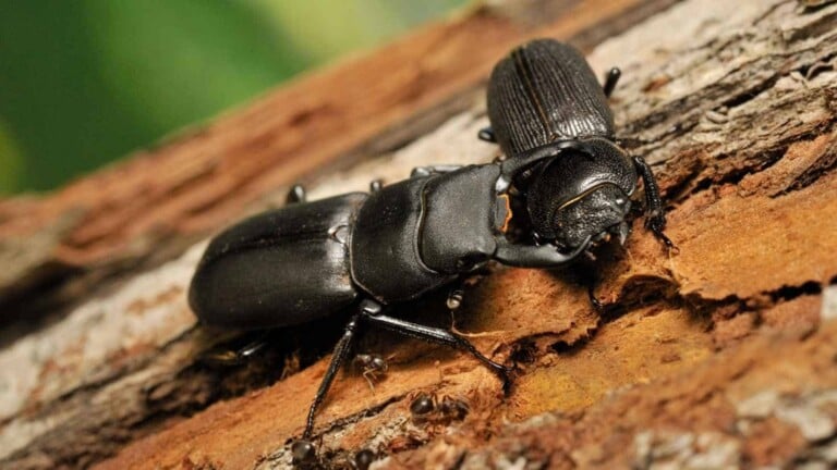 Stag Beetle: How to Identify and Conserve and Protect Them