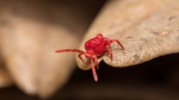 What is a Red Wasp? And How to Get Rid of Them Effectively?