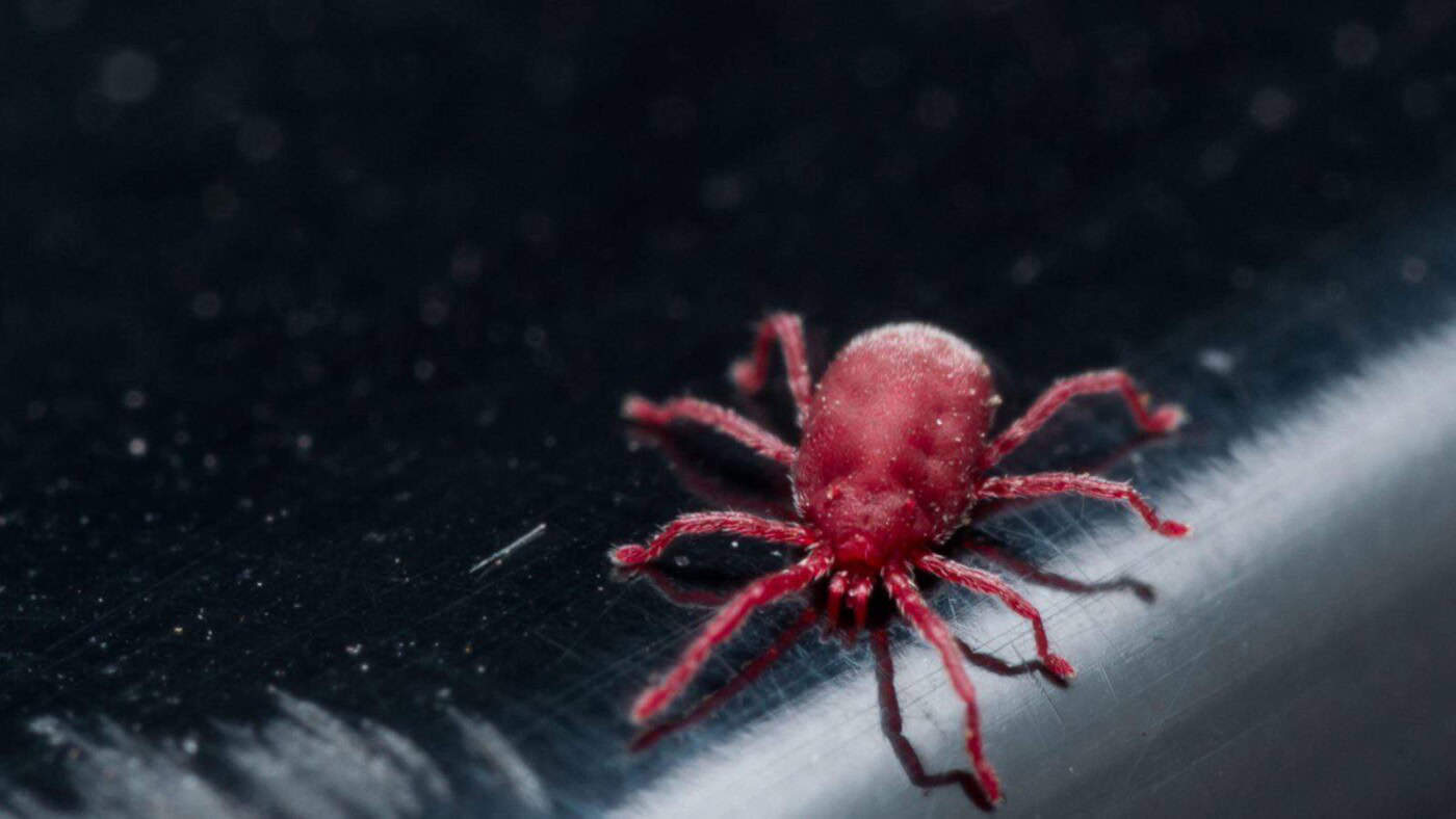 Tiny Red Bugs: Complete Guide to Clover Mites in 2024 | Planet Natural