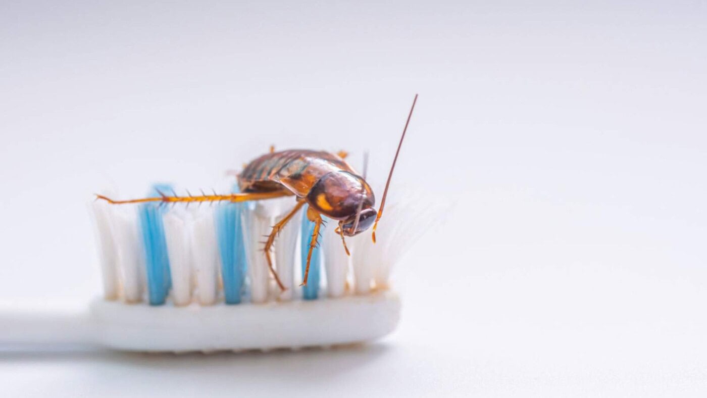 German Cockroach: How to Identify and Get Rid of Them