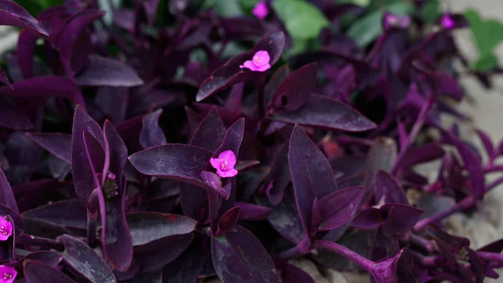 97 Purple Flowers (with Photos & Names) for Your Home & Garden