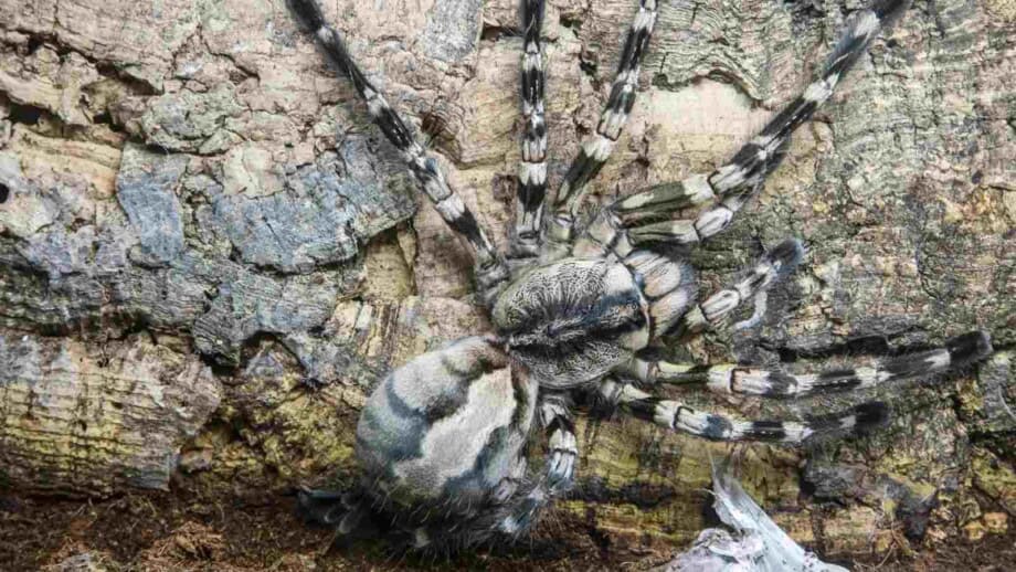 The 11 Biggest Spiders In The World (And Where They Live)