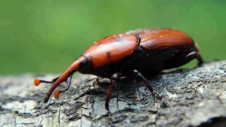 What is a Weevil? And How to Identify and Get Rid of Them