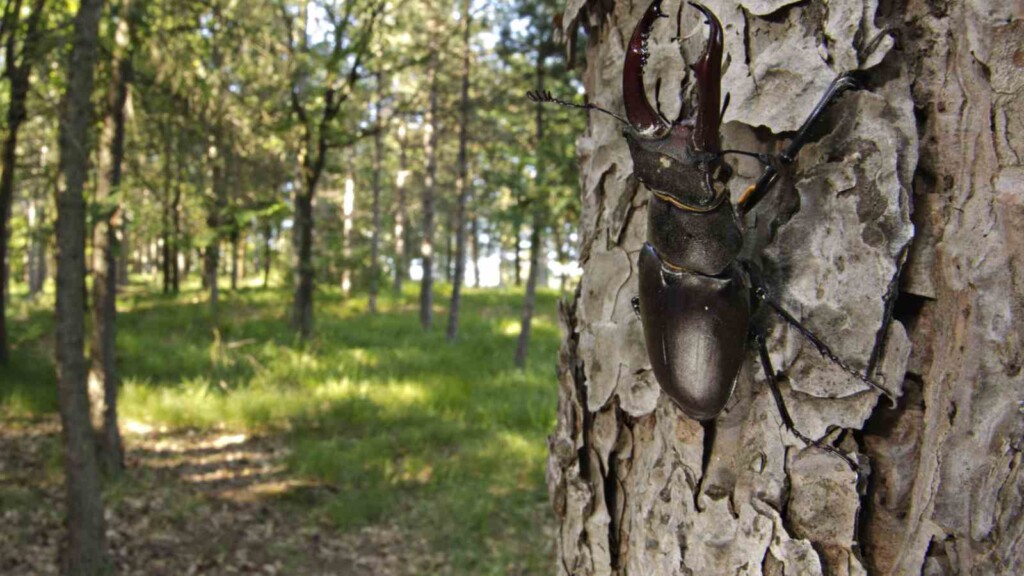 Stag Beetle: How to Identify and Conserve and Protect Them