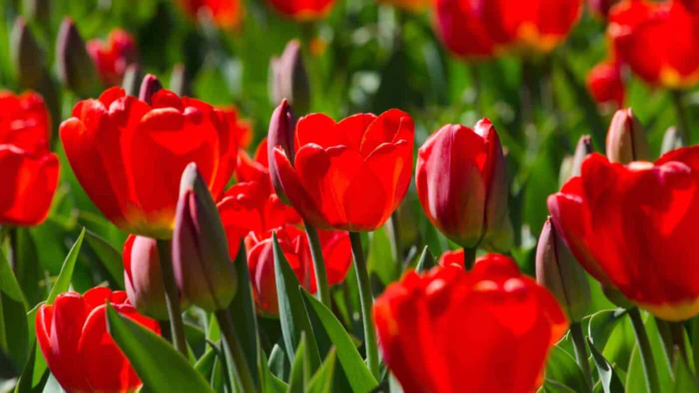 66 Types of Red Flowers for Your Garden (with Pictures)