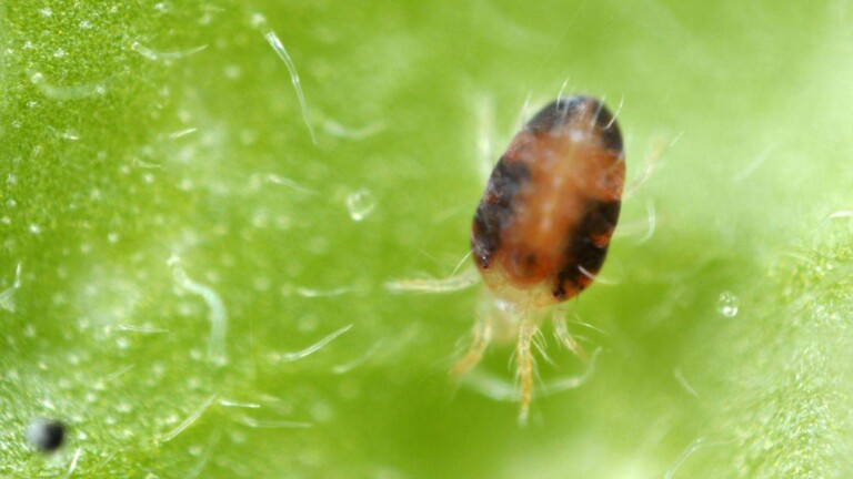 Tiny Red Bugs: Complete Guide to Clover Mites in 2024 | Planet Natural