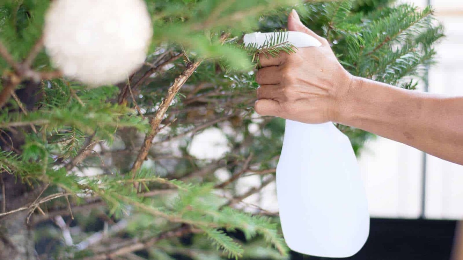 11 Secrets to a Hydrated and Happy Christmas Tree