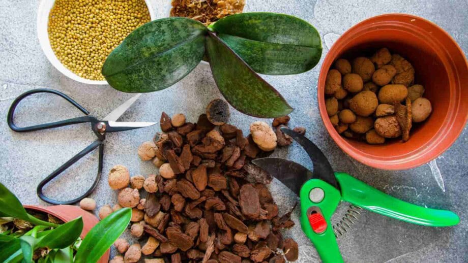 Mastering the Art of Growing Gorgeous Orchids Indoors