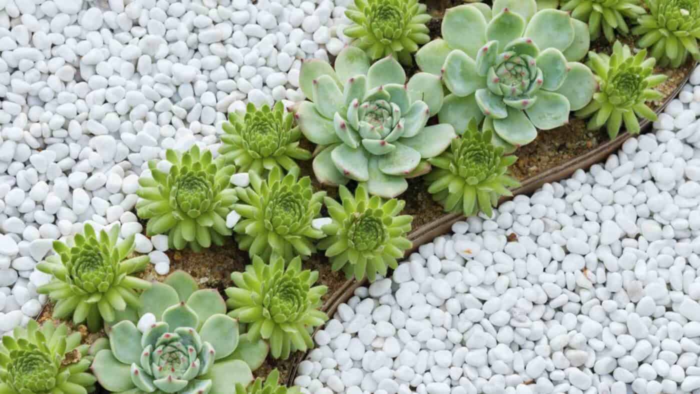 No Grass, No Problem: 15 Low Cost Backyard Improvement Ideas