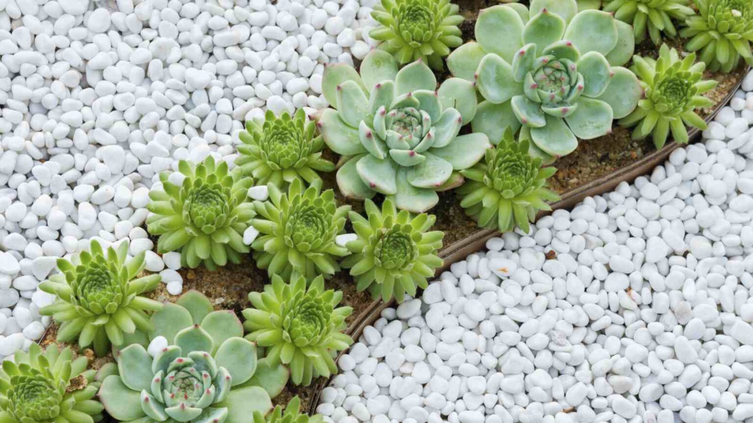 No Grass, No Problem: 15 Low Cost Backyard Improvement Ideas