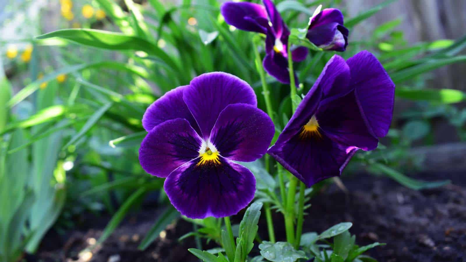 97 Purple Flowers (with Photos & Names) for Your Home & Garden
