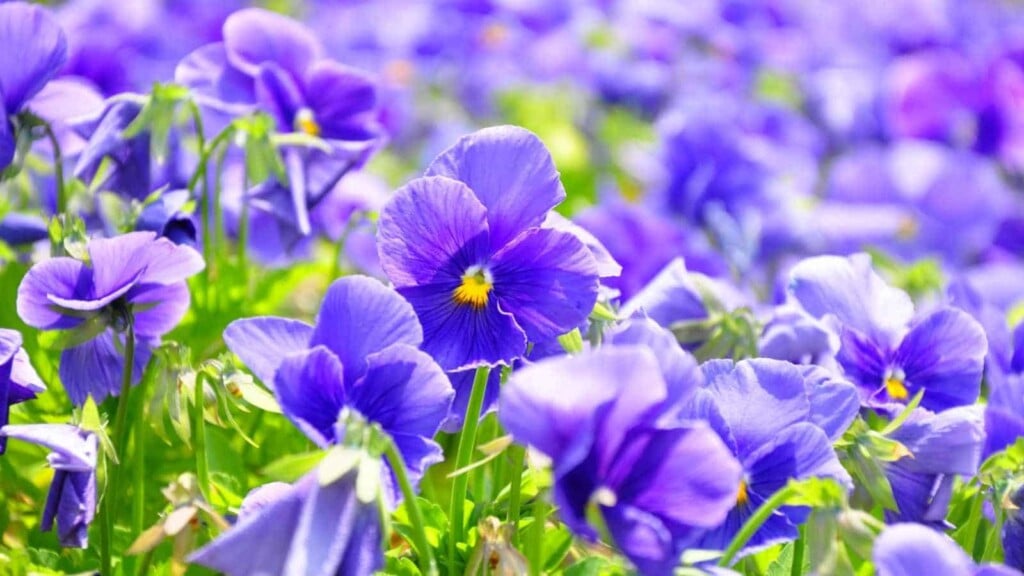 97 Purple Flowers (with Photos & Names) for Your Home & Garden