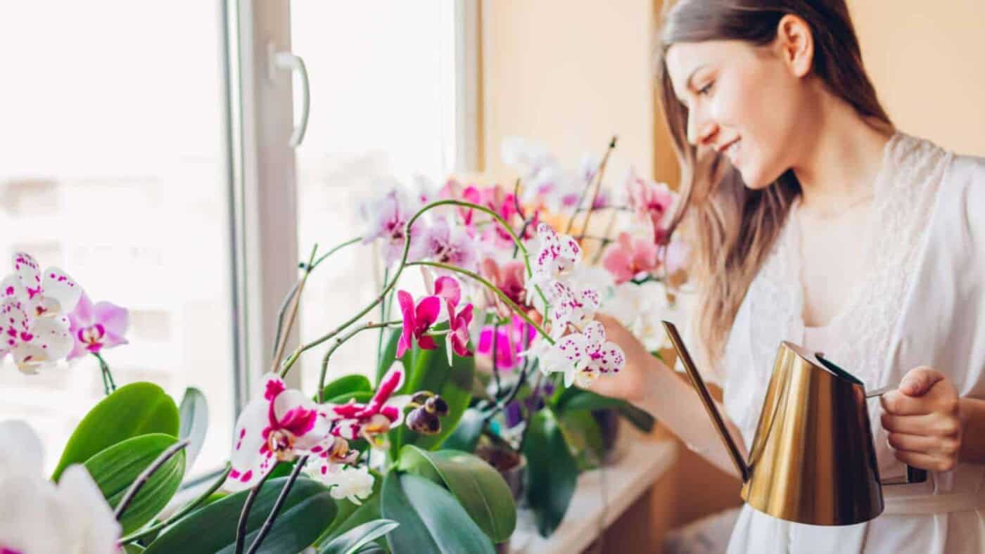 Orchid: How to Grow and Care for Orchids (Complete Guide)