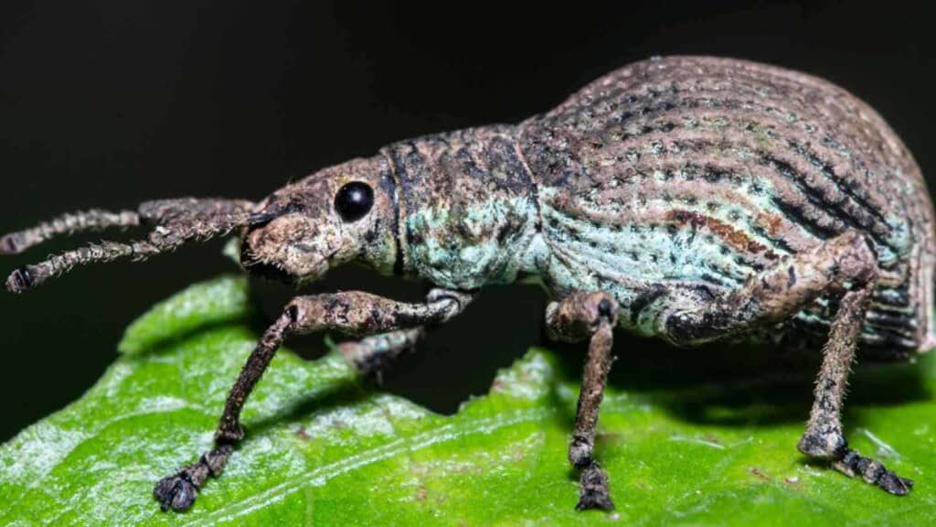 What is a Weevil? And How to Identify and Get Rid of Them