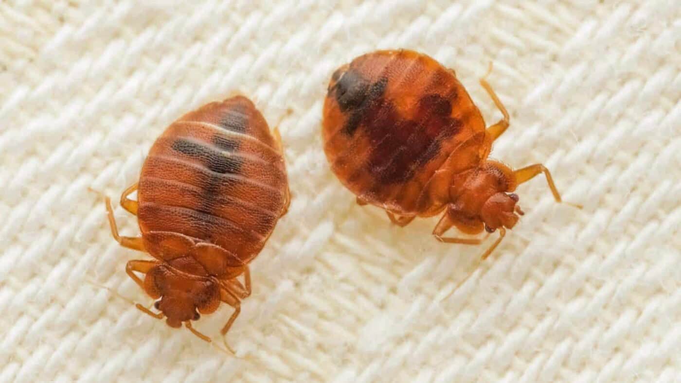 What Do Bed Bugs Look Like? (Complete Beginner's Guide)