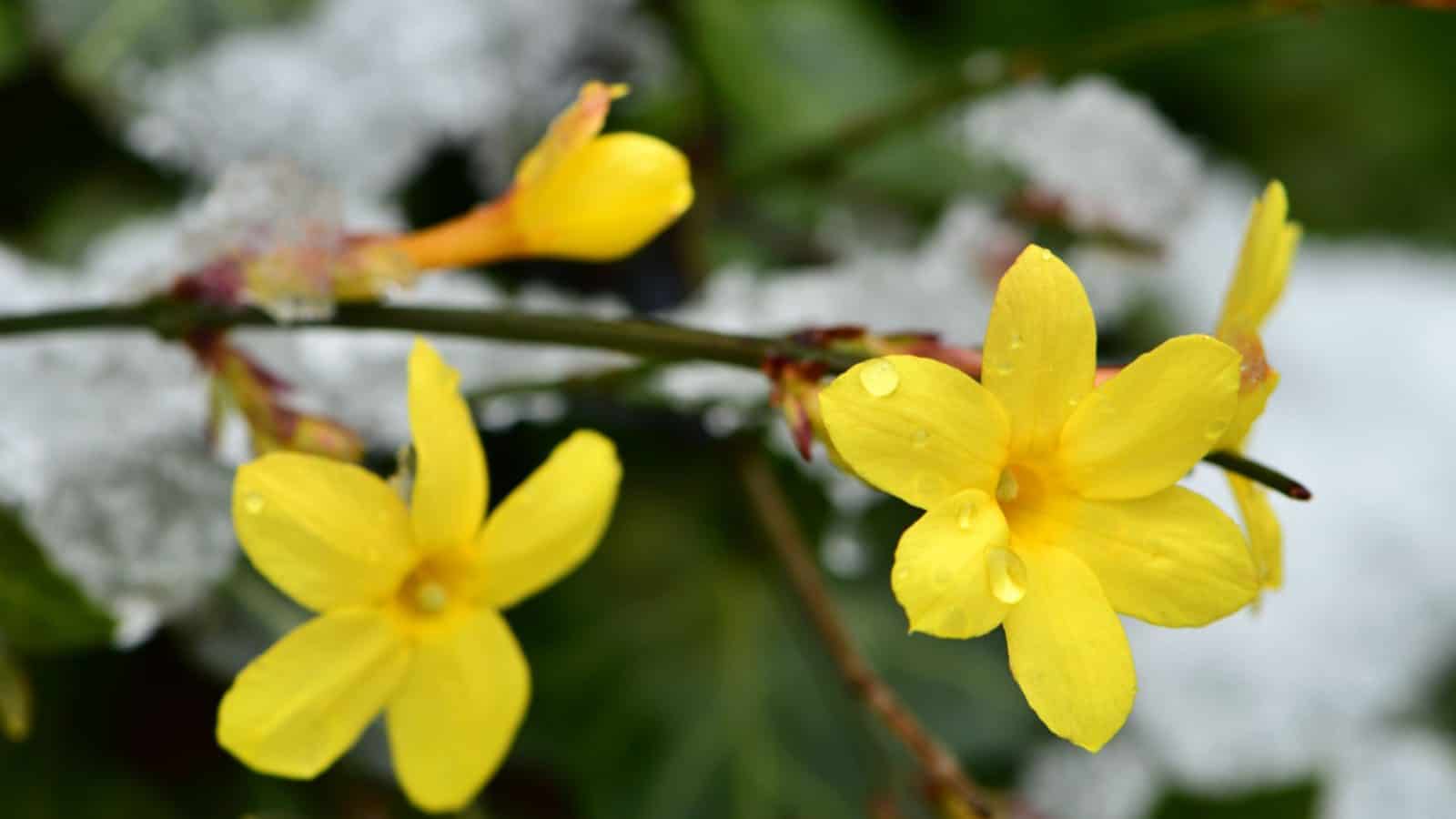 Winter Garden Magic: 15 Annual Flowers to Brighten Your Garden’s Cold Days