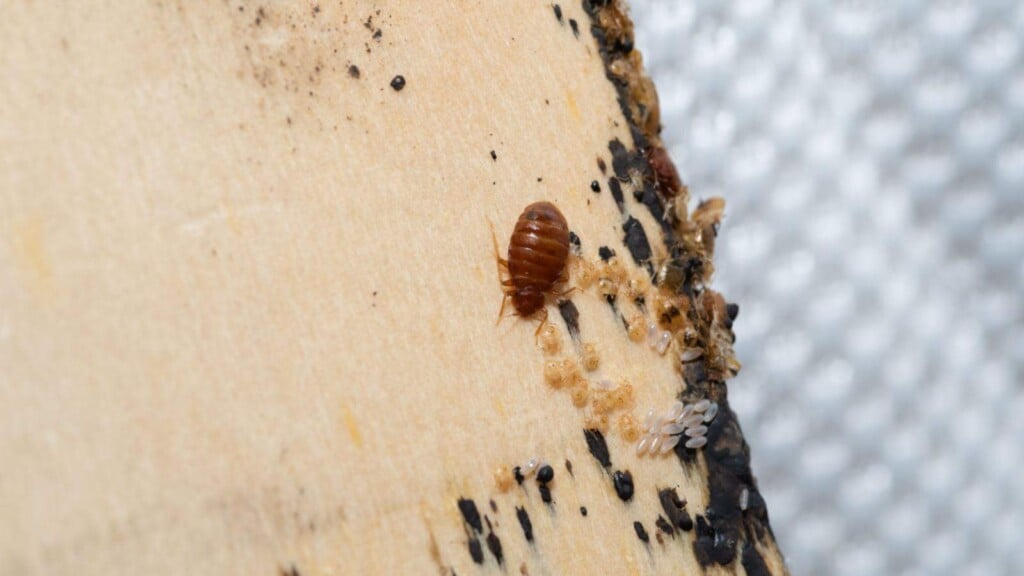 What Do Bed Bugs Look Like? (Complete Beginner's Guide)