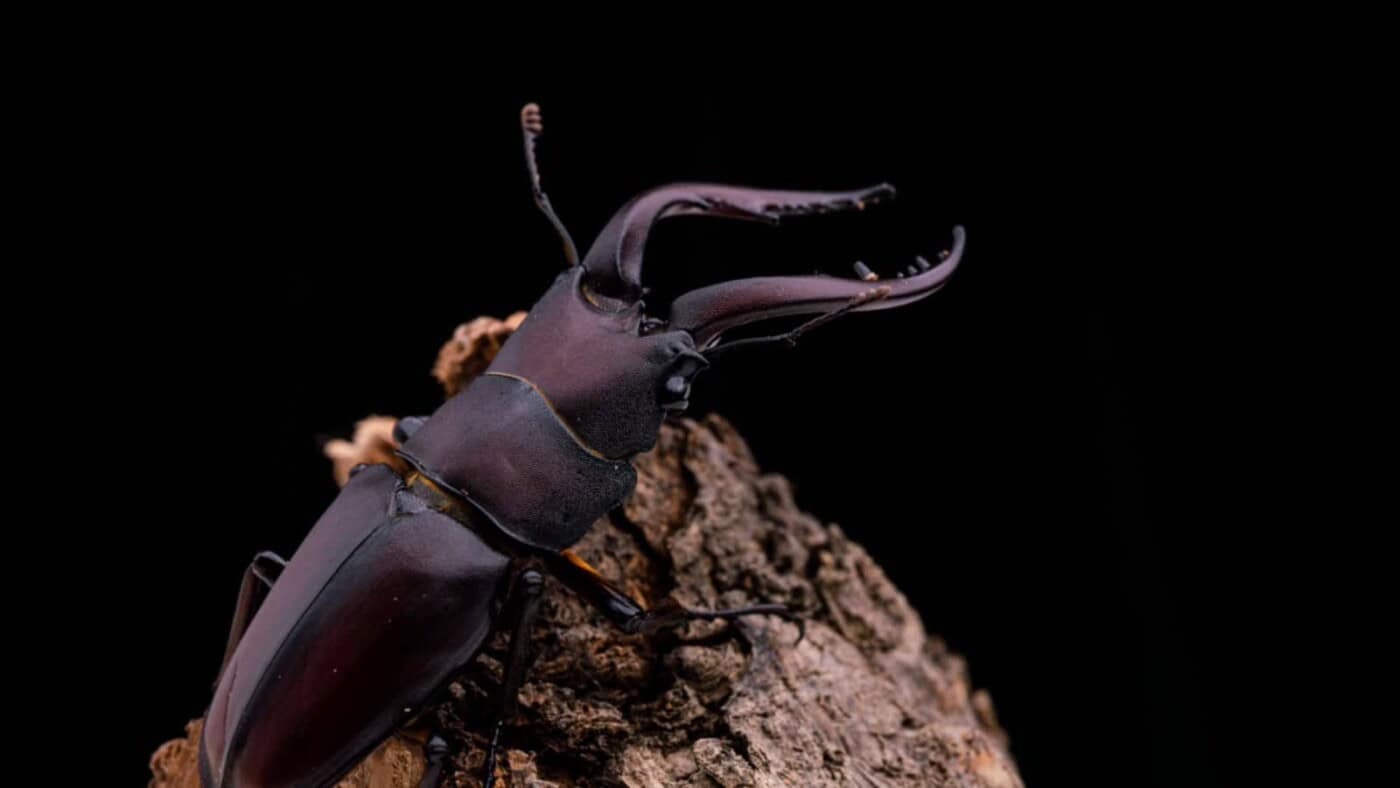 Stag Beetle: How to Identify and Conserve and Protect Them