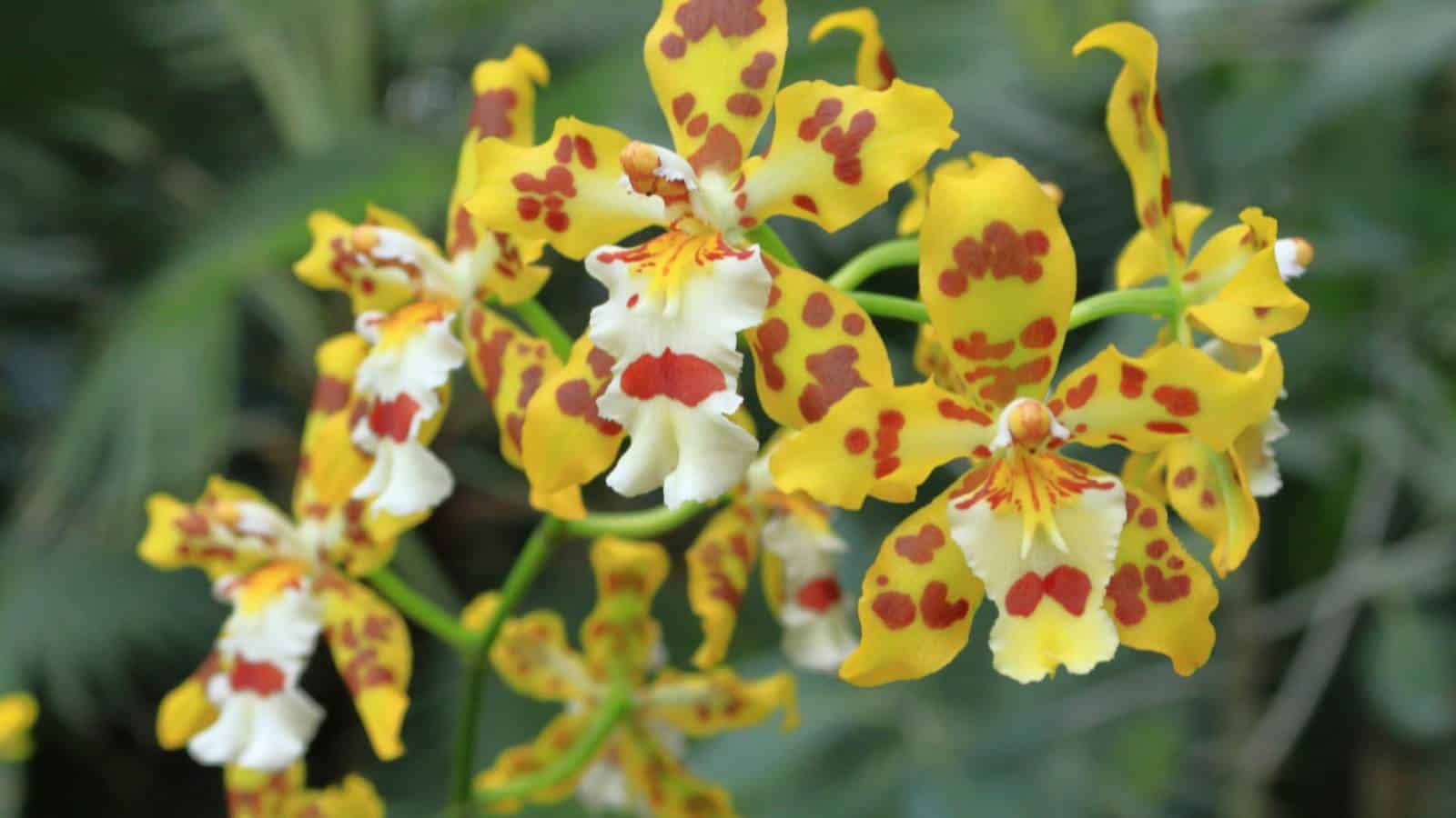 Orchid: How to Grow and Care for Orchids (Complete Guide)