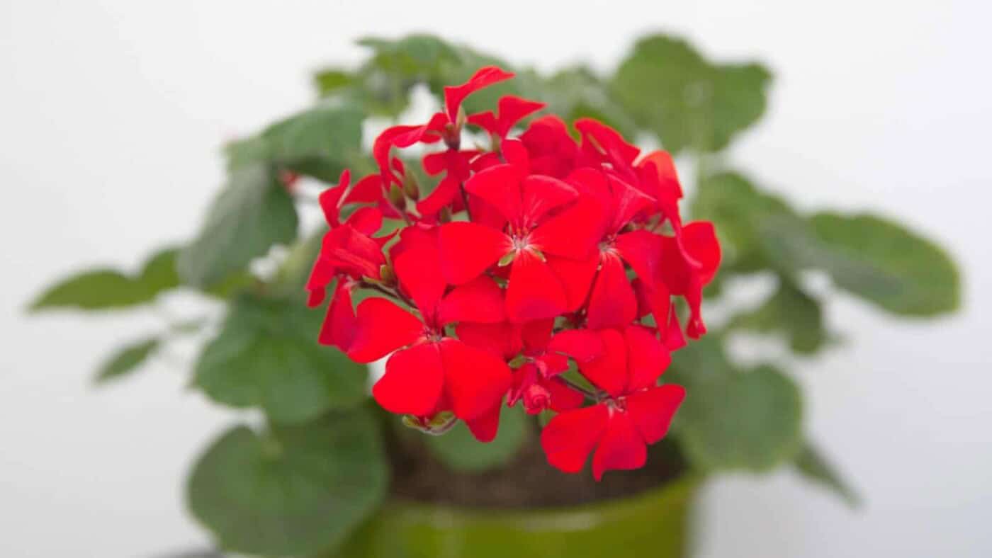 66 Types of Red Flowers for Your Garden (with Pictures)
