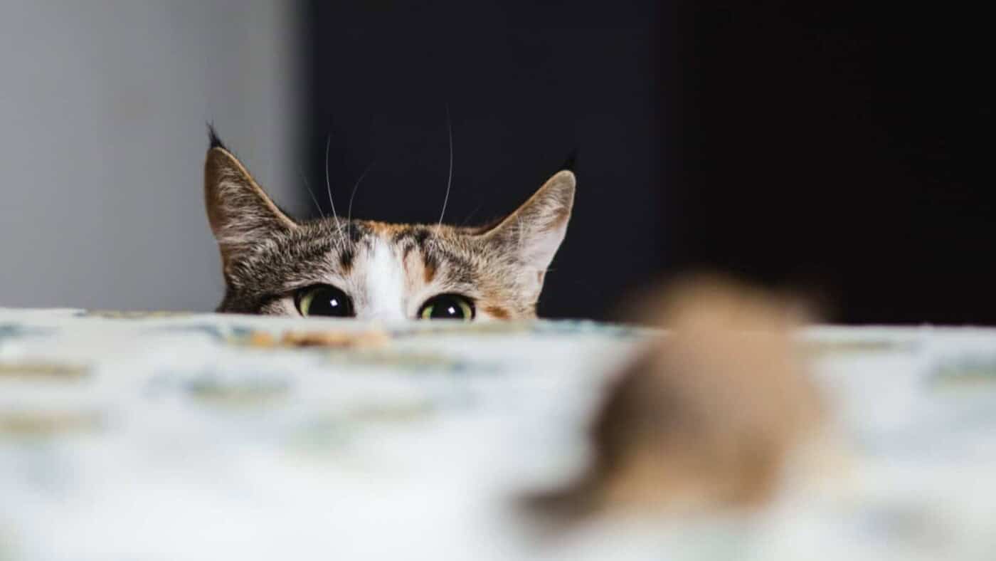 Cattitude Chronicles: A Closer Look at 12 Cats Embracing Their Inner ...