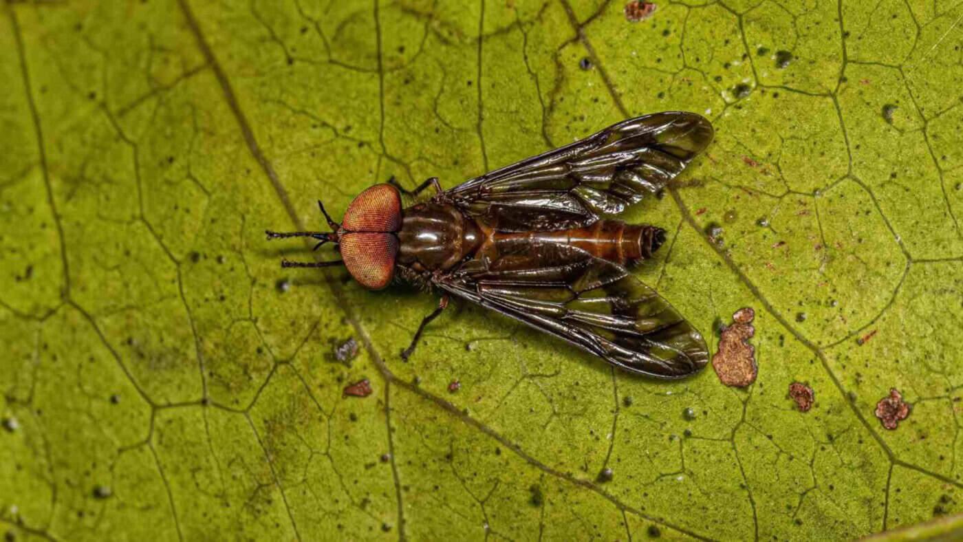 Horse Fly: How to Identify and Get Rid of Horse Flies