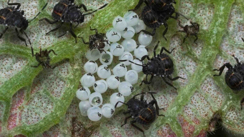 Stink Bug Eggs: Everything You Need to Know