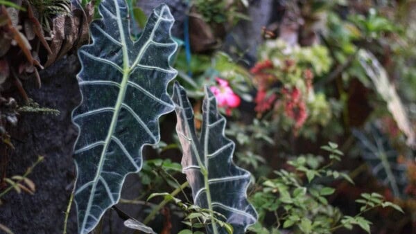 Tropical Indoor Plants: 12 Great Plants with Coastal Vibes