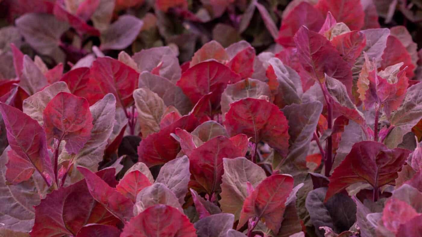 Tropical Indoor Plants: 12 Great Plants with Coastal Vibes