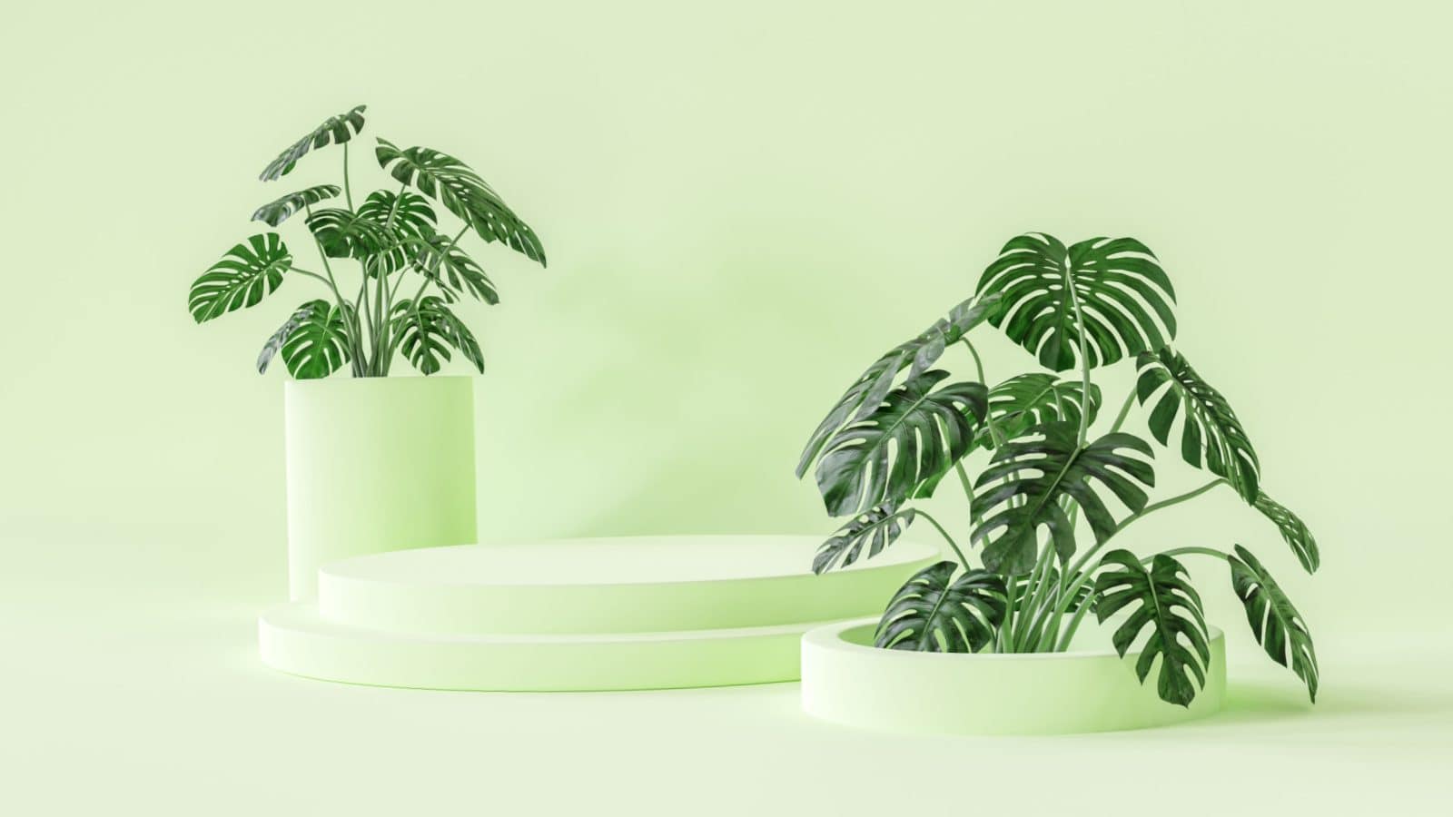 Tropical Indoor Plants: 12 Great Plants with Coastal Vibes