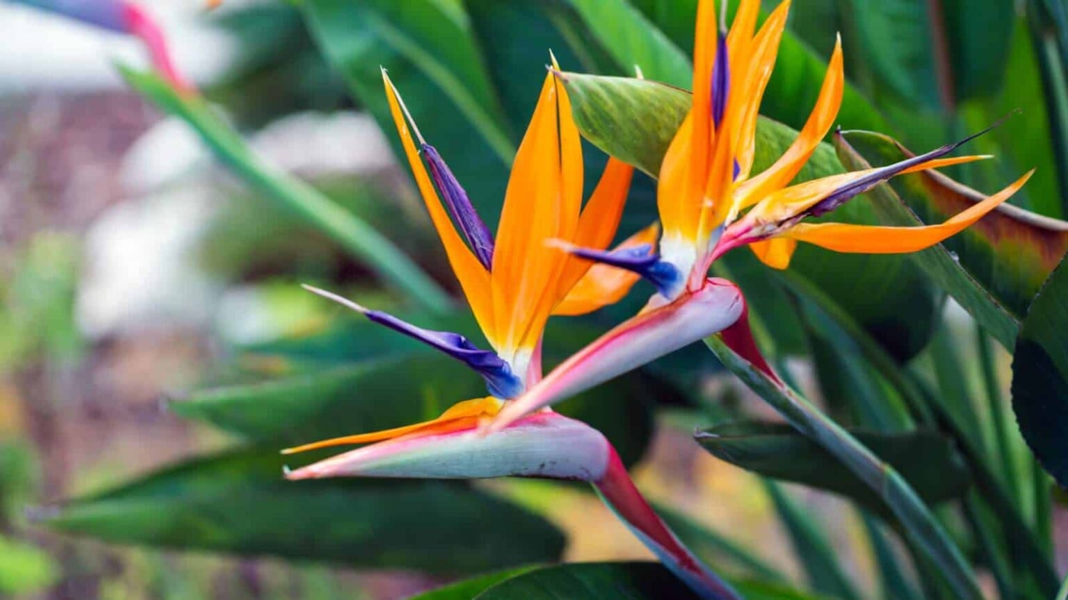 Petals in Plumage: A Showcase of 12 Flowers That Look Like Birds