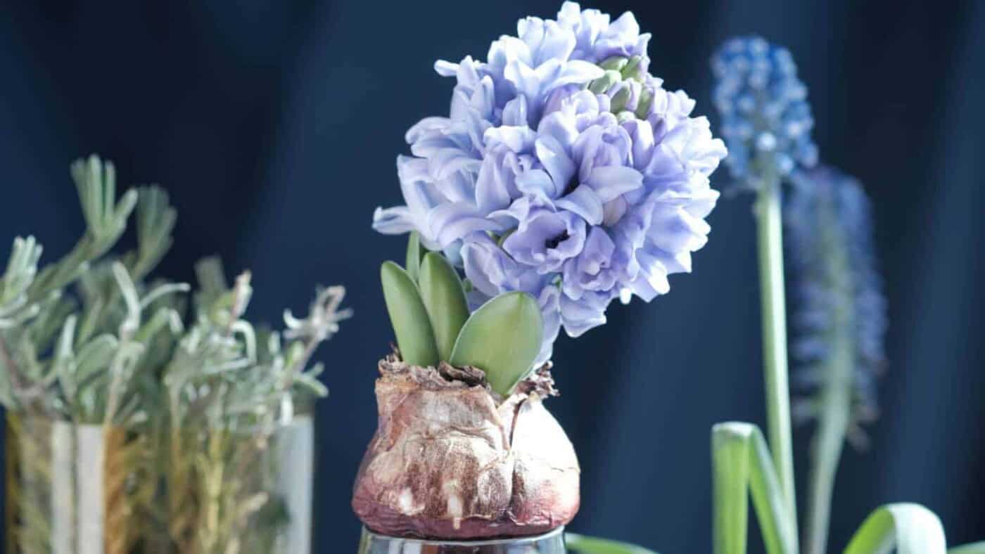 Hydroponic Flowers: The Best Choices for Indoor Gardens