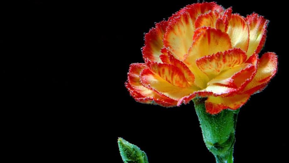 Hydroponic Flowers: The Best Choices for Indoor Gardens