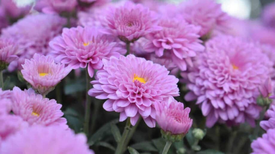 Hydroponic Flowers: The Best Choices for Indoor Gardens