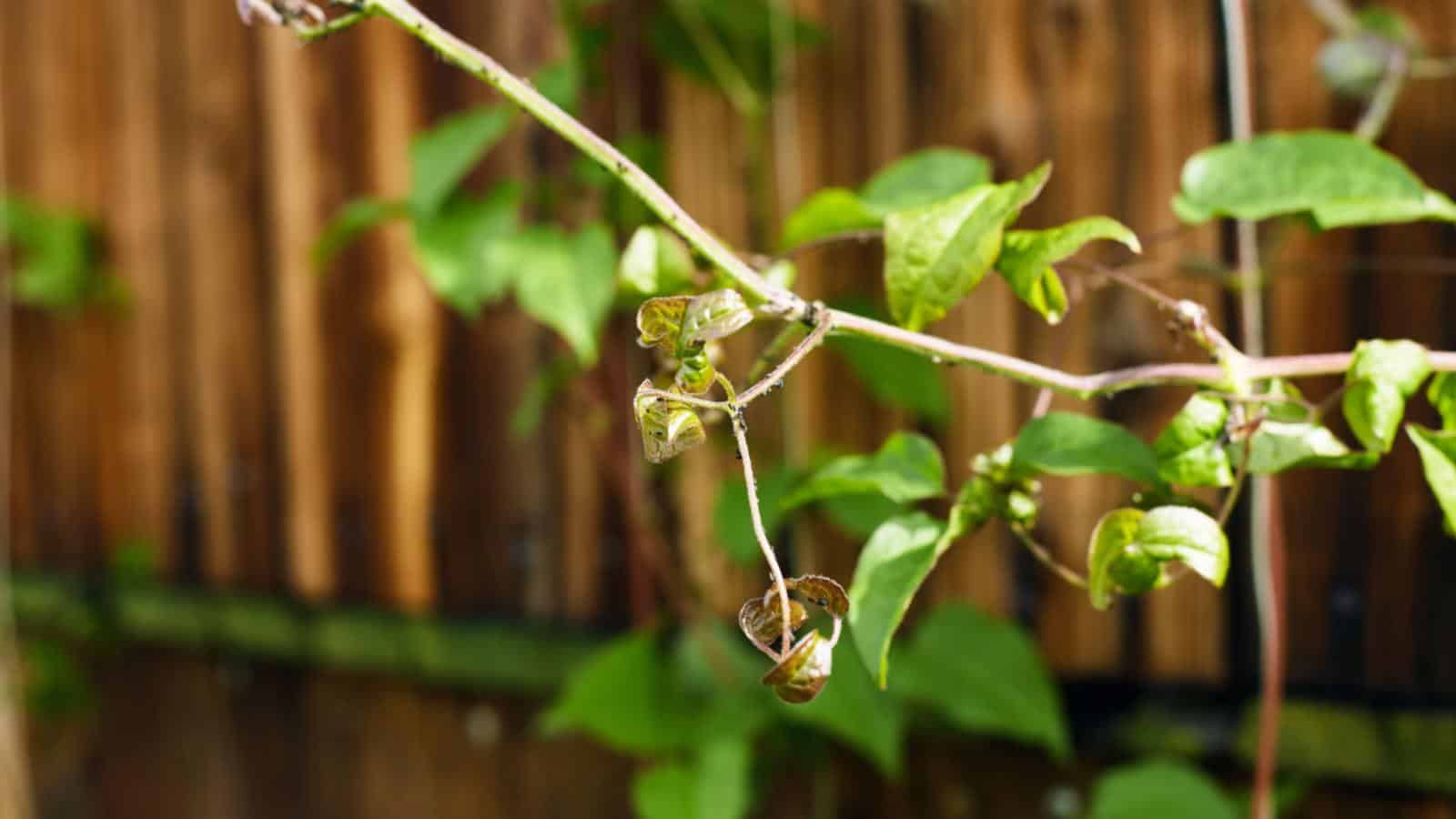 How to Plant, Grow, and Care for Clematis (Leather Flower)