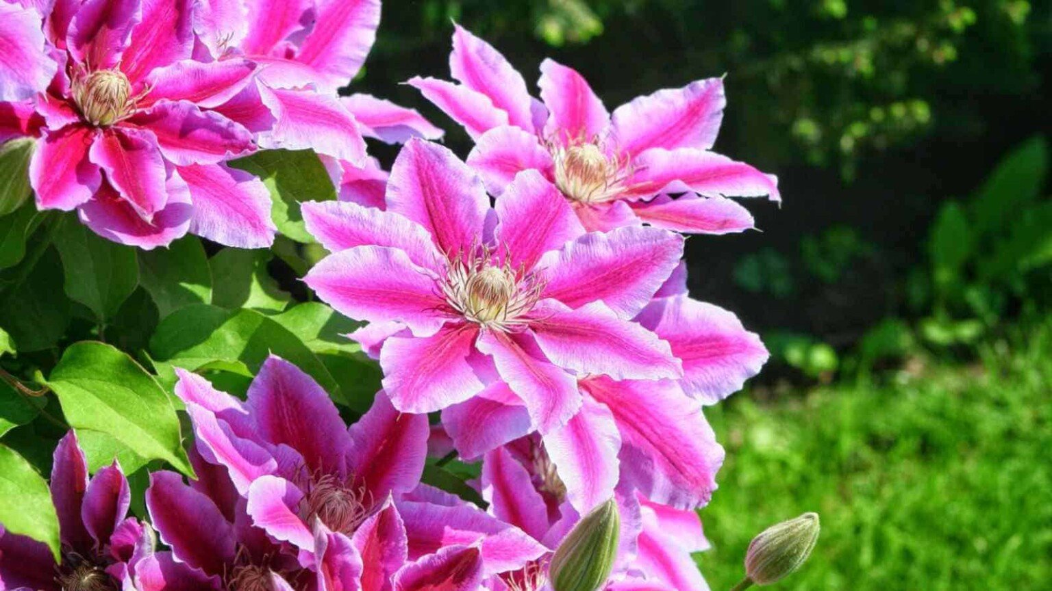 How to Plant, Grow, and Care for Clematis (Leather Flower)