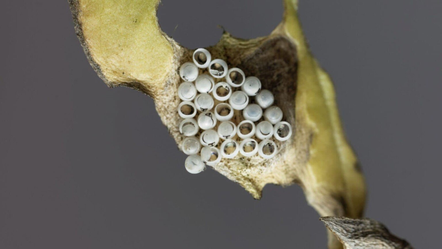 Stink Bug Eggs: Everything You Need to Know