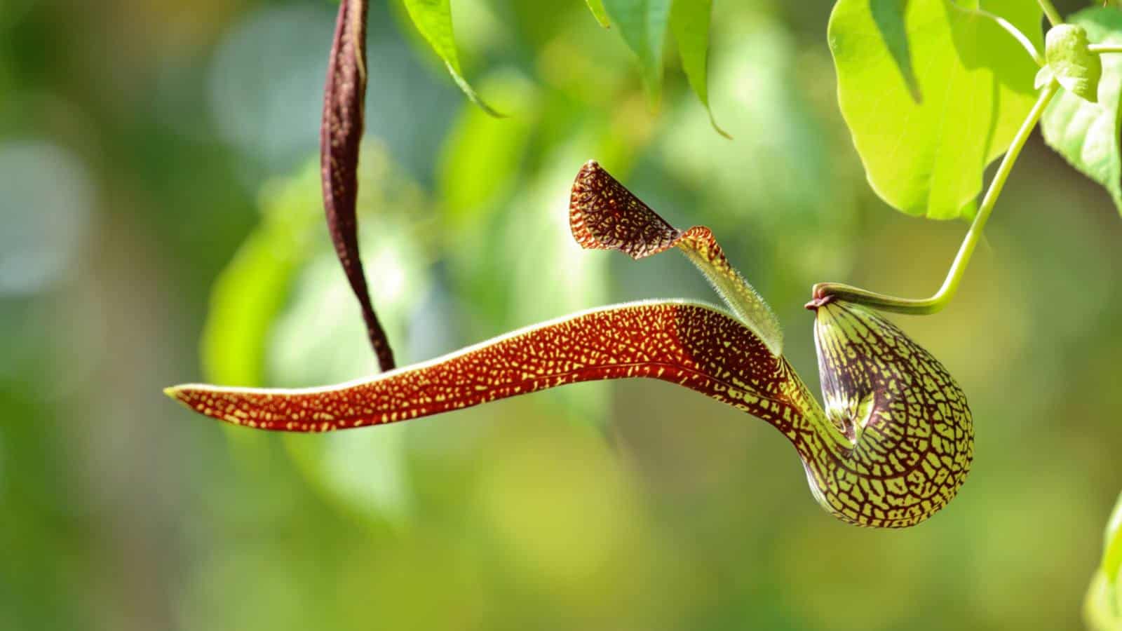 Petals in Plumage: A Showcase of 12 Flowers That Look Like Birds