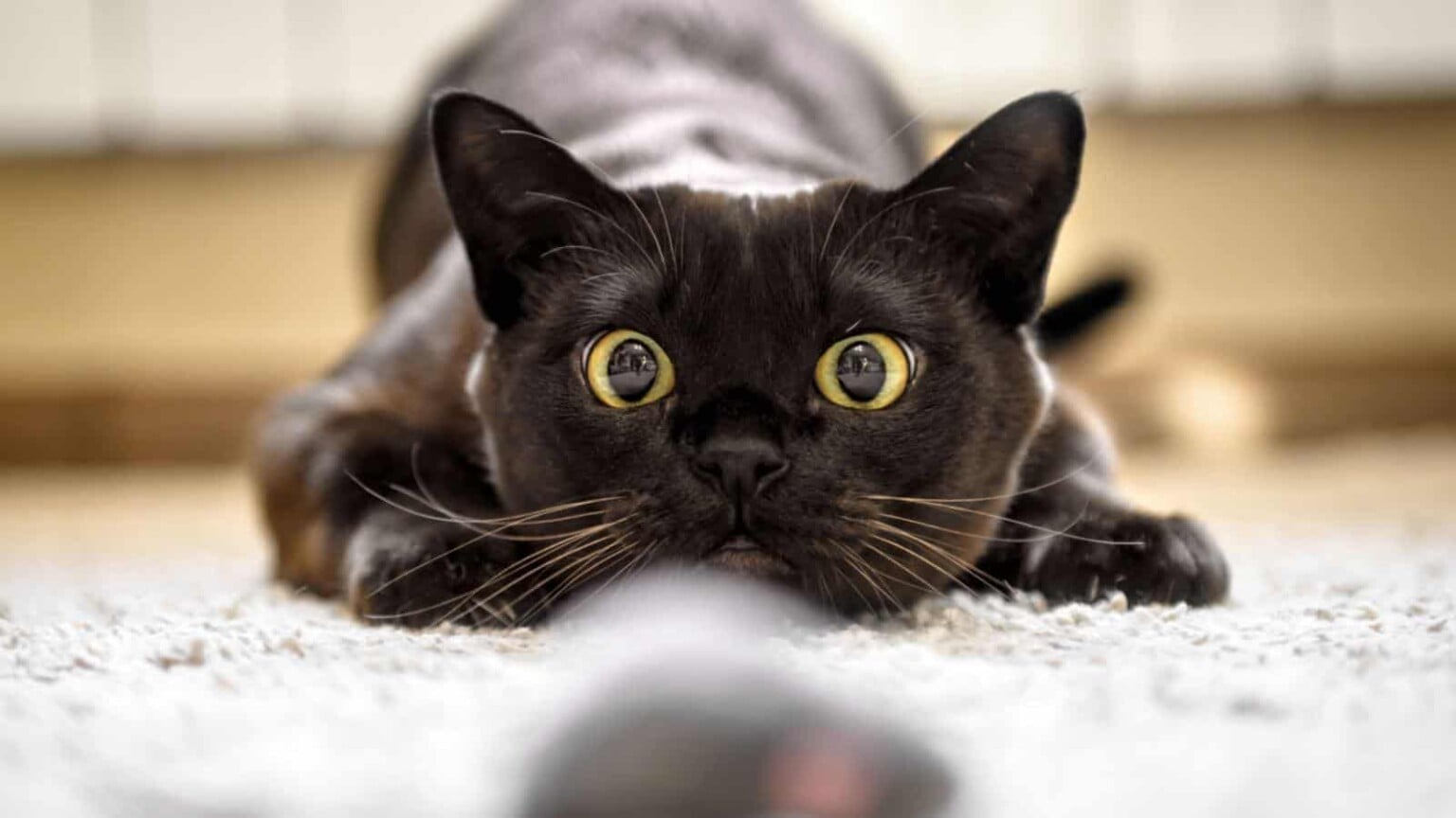Cattitude Chronicles: A Closer Look at 12 Cats Embracing Their Inner ...