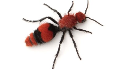 Velvet Ant What You Need To Know About Cow Killer Ants
