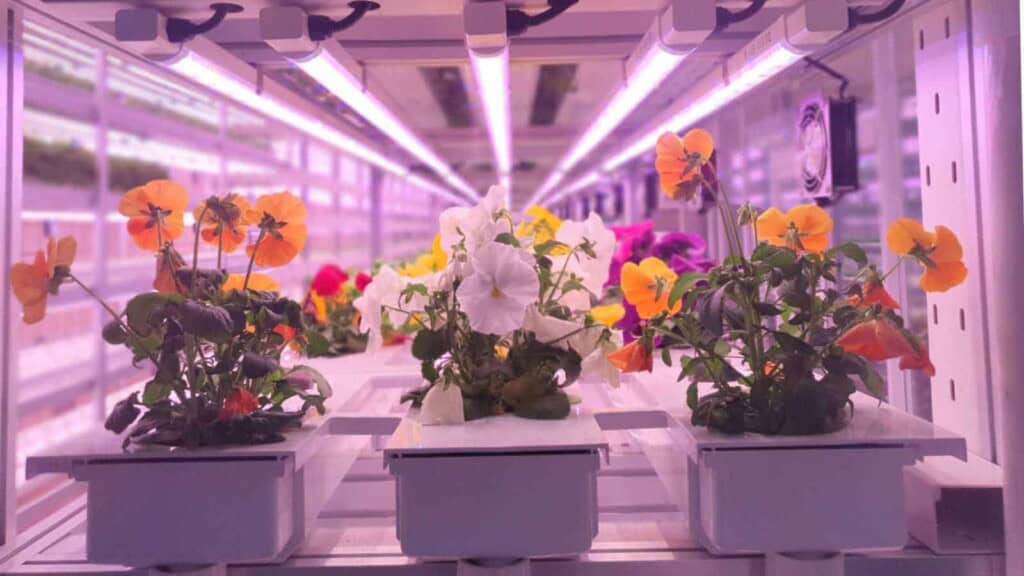 Hydroponic Flowers: The Best Choices for Indoor Gardens
