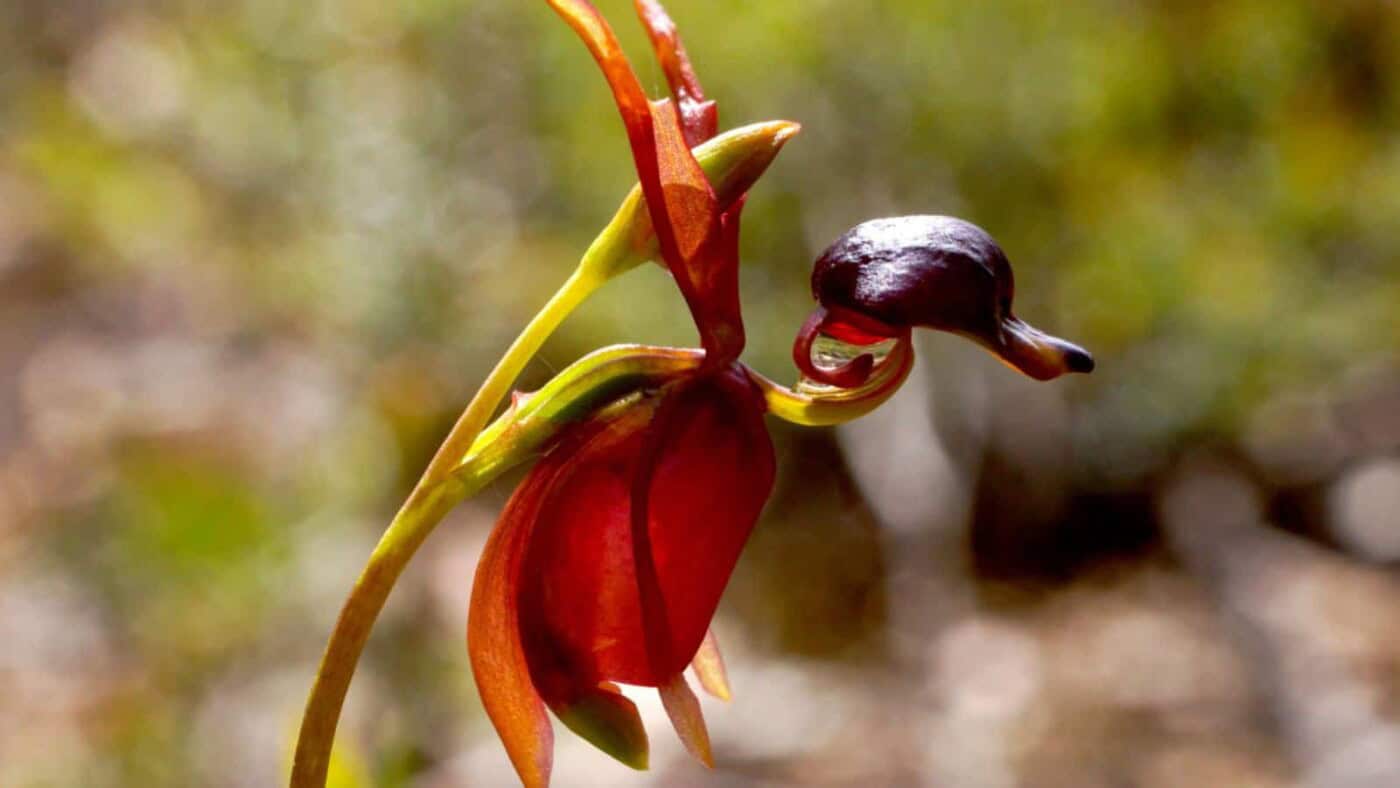 Petals in Plumage: A Showcase of 12 Flowers That Look Like Birds