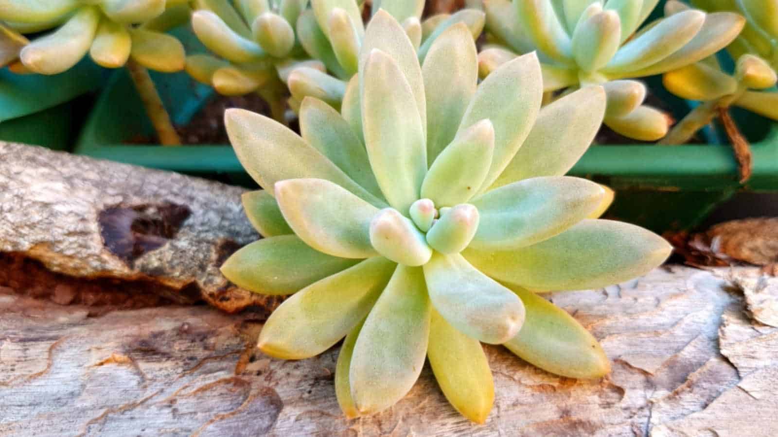 Blooming Succulents: The Dazzling World of Floral Marvels