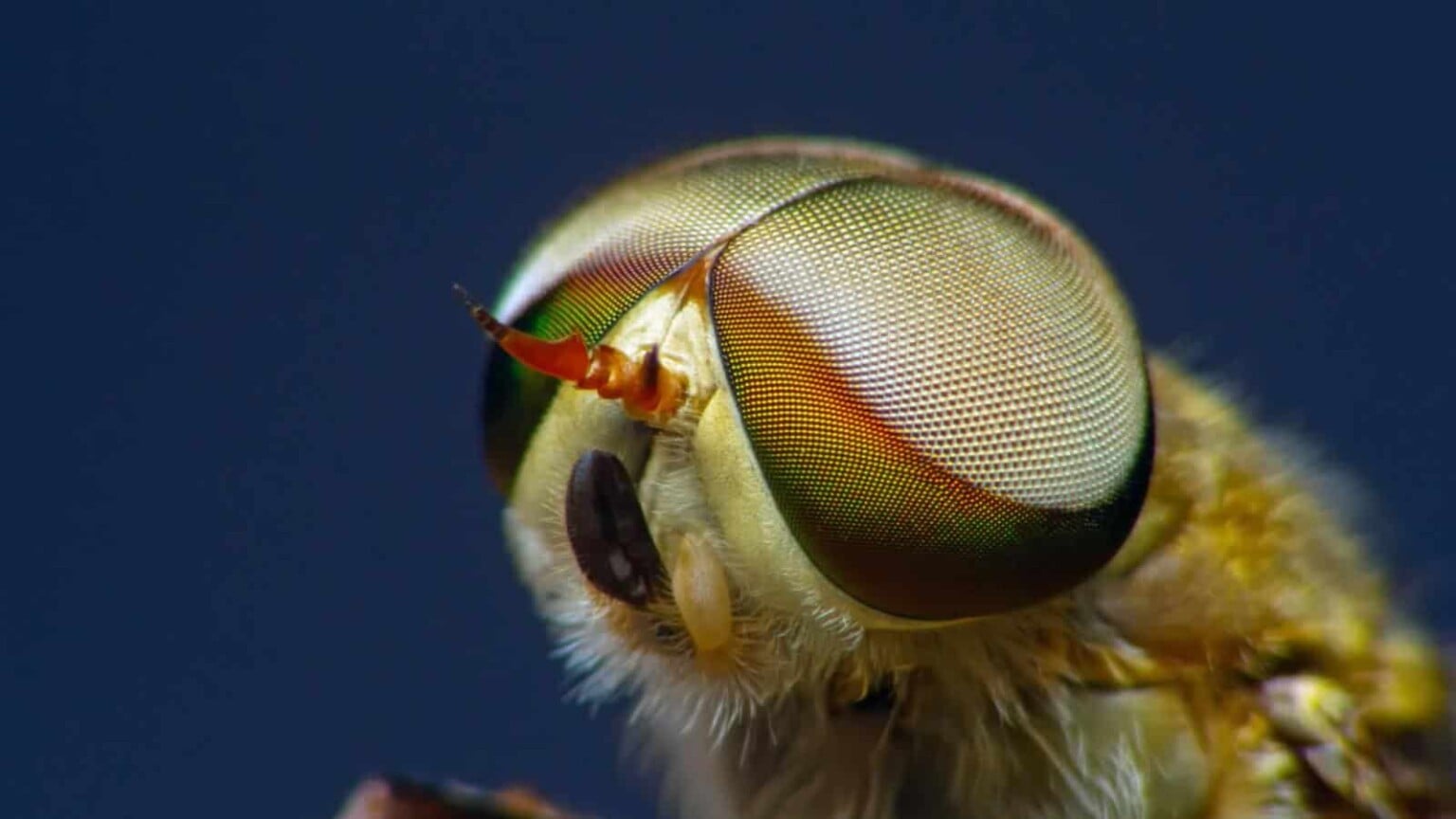 Horse Fly: How to Identify and Get Rid of Horse Flies