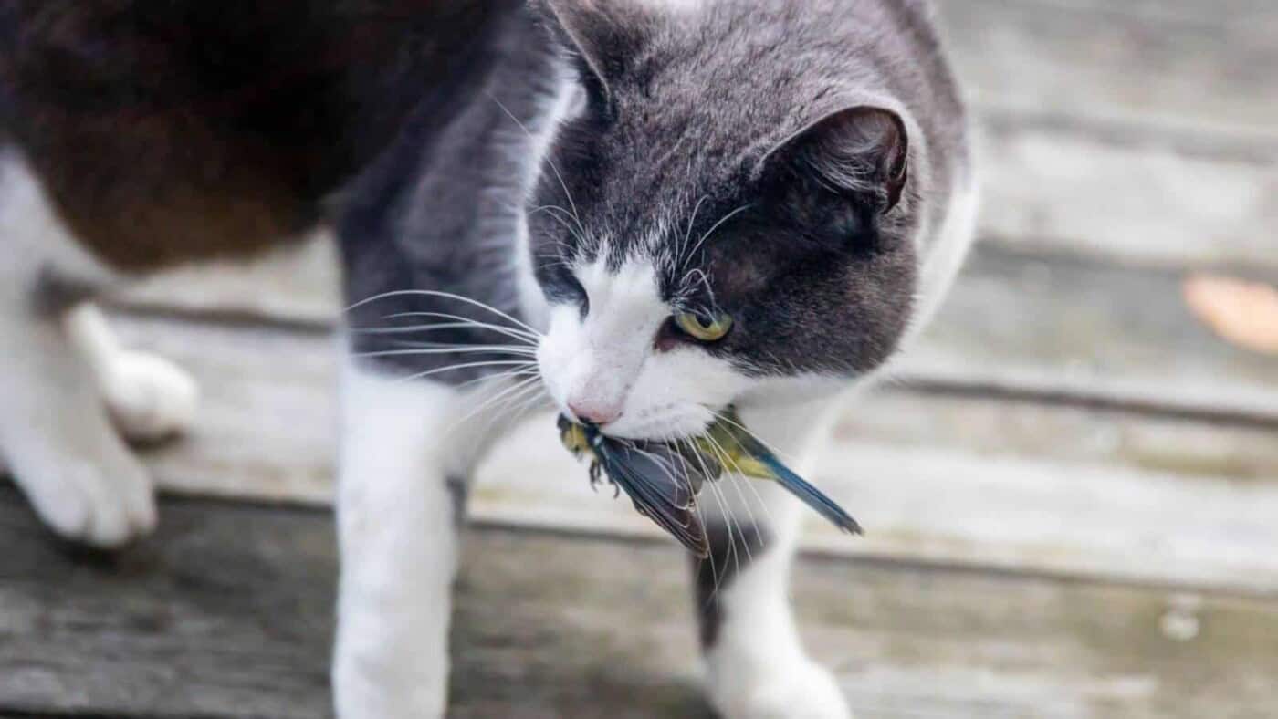 Cattitude Chronicles: A Closer Look at 12 Cats Embracing Their Inner ...